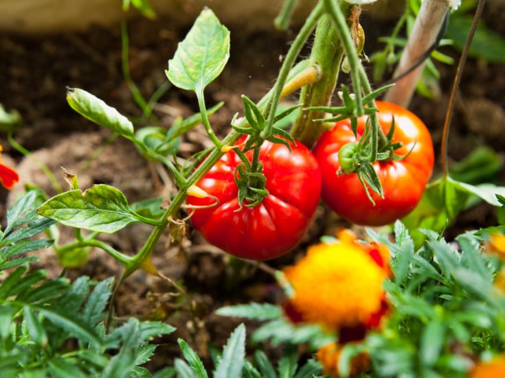 How To Grow Tomatoes In Small Spaces & 5 Best Varieties To Try - Tomato ...