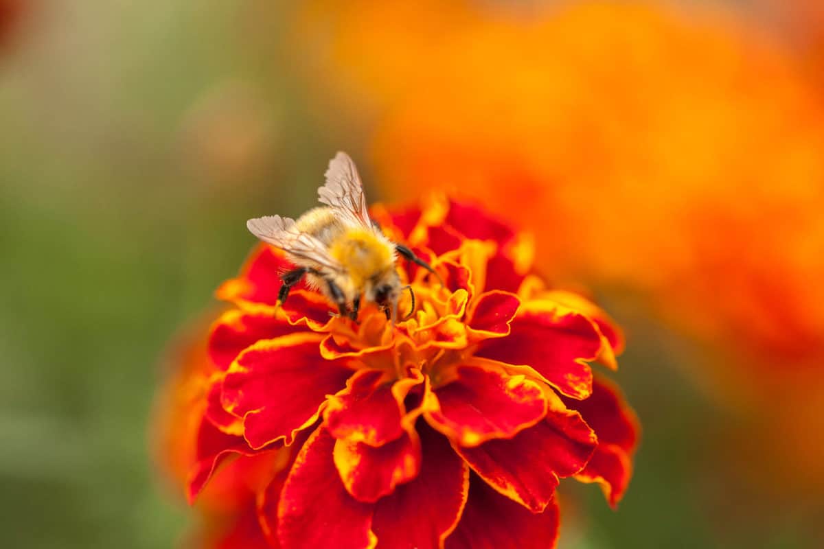 5 Reasons To Plant Marigolds With Your Tomato Plants - Tomato Bible