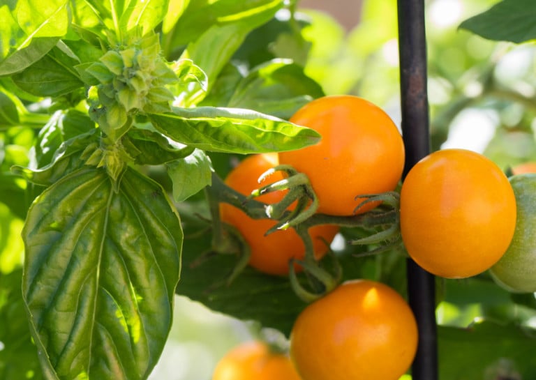 Why Are My Tomato Leaves Curling? 7 Causes & How To Fix Them - Tomato Bible