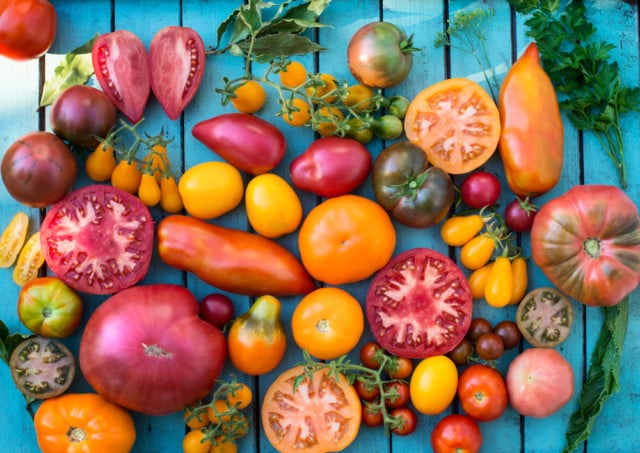Tomato Zippering: Why It Happens & How To Prevent It - Tomato Bible