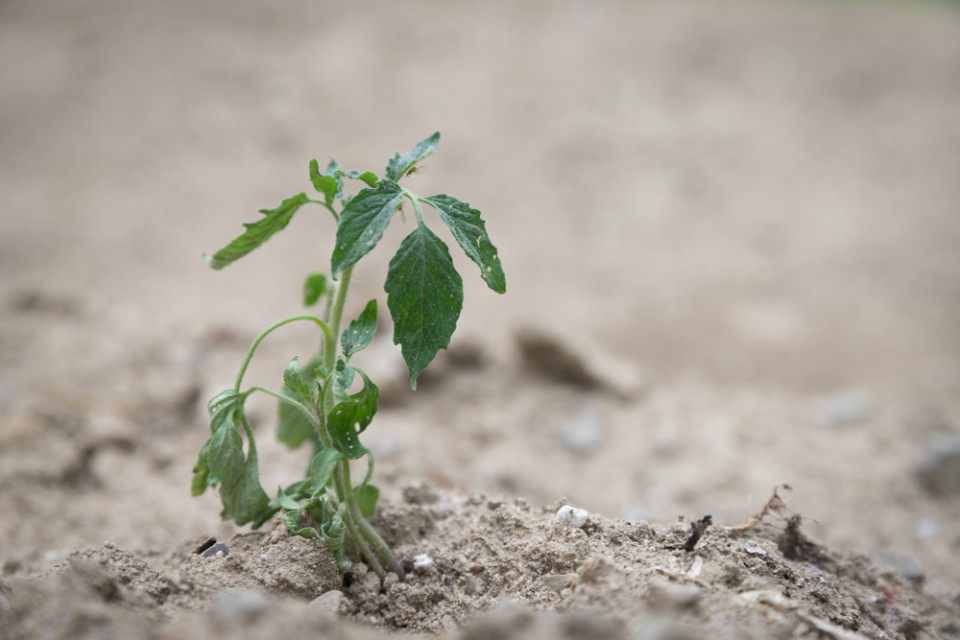 9 Reasons For Wilting Tomato Plants & How To Fix It - Tomato Bible