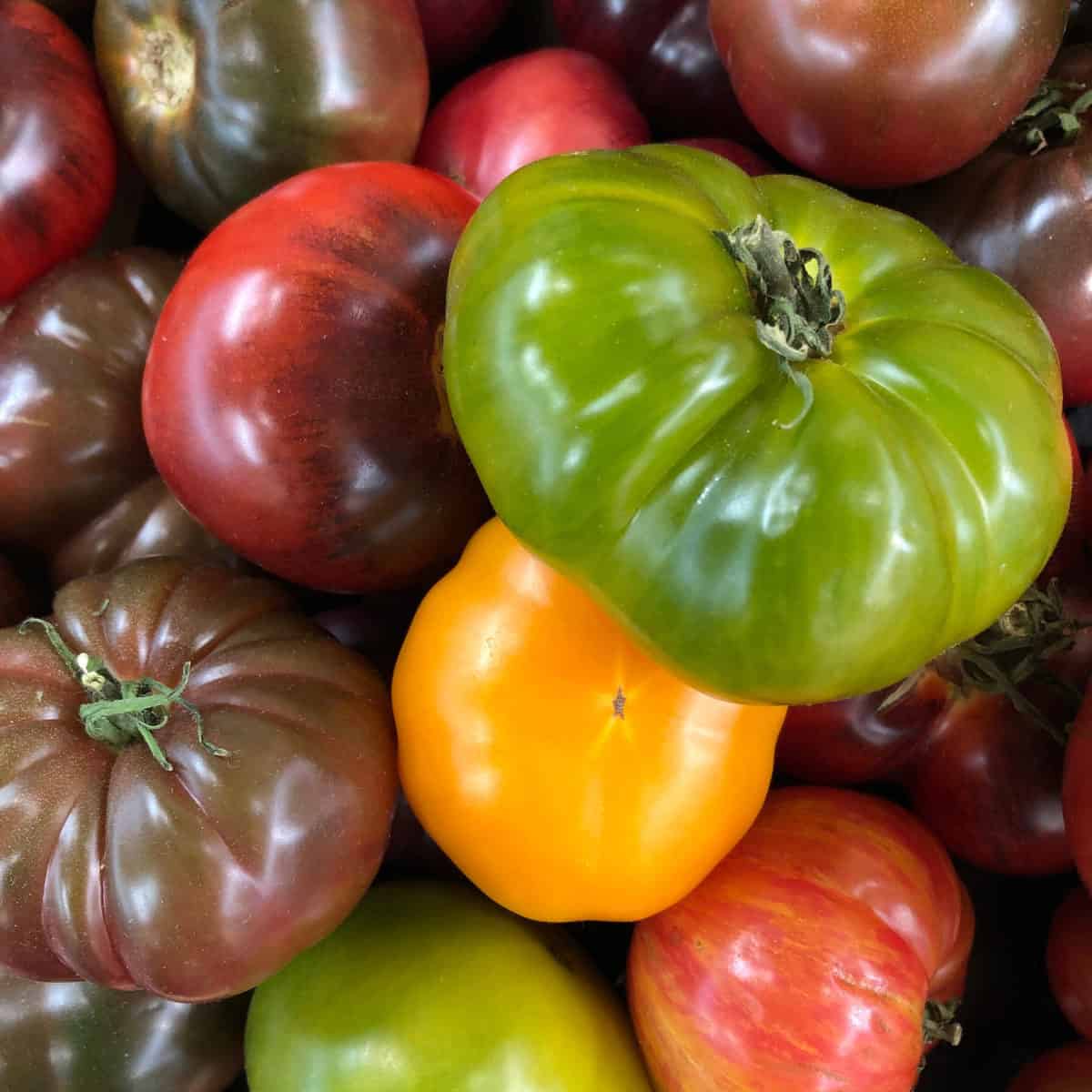 Tomato Catfacing: How To Identify, Treat & Prevent It - Tomato Bible