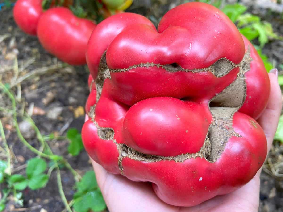 Tomato Catfacing: How To Identify, Treat & Prevent It - Tomato Bible
