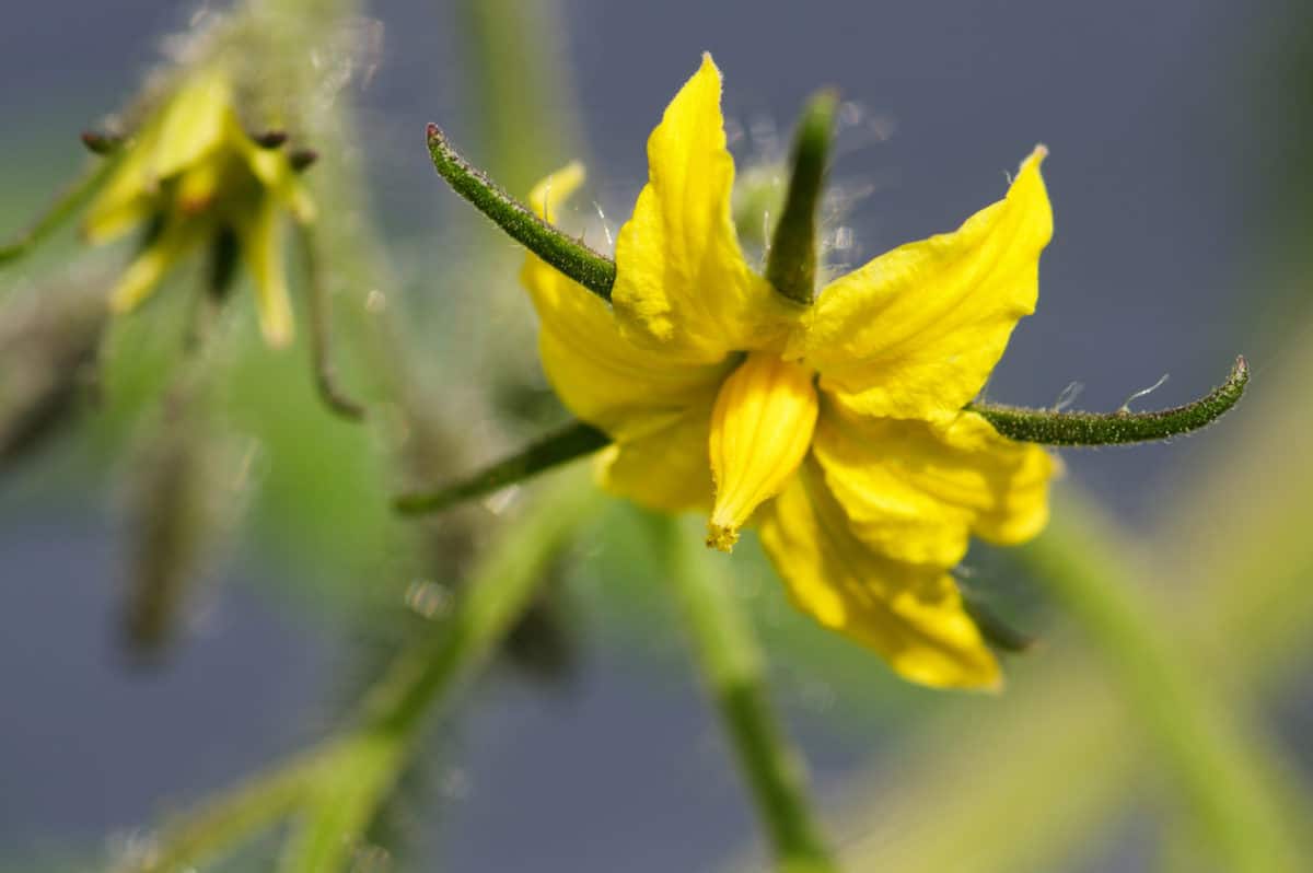 Tomato Catfacing: How To Identify, Treat & Prevent It - Tomato Bible