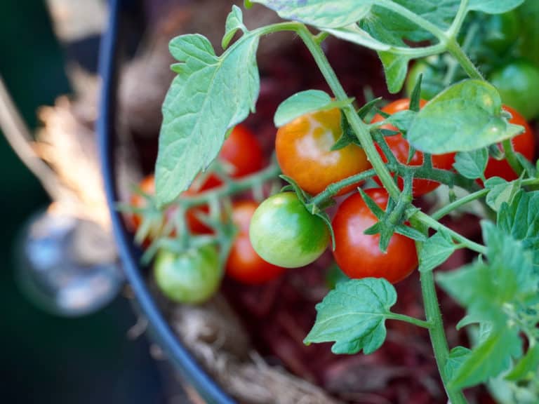 How To Grow Tomatoes In Small Spaces & 5 Best Varieties To Try - Tomato ...