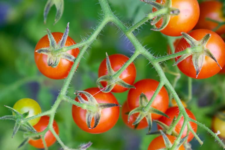 How To Grow Tomatoes In Small Spaces & 5 Best Varieties To Try - Tomato ...