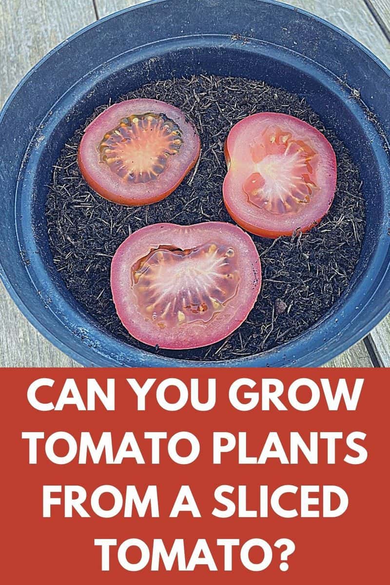 Can You Grow Tomato Plants from a Sliced Tomato? - Tomato Bible