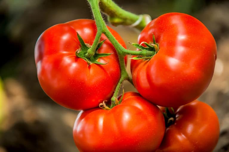 10 High Yielding Tomato Varieties For Huge Harvests - Tomato Bible