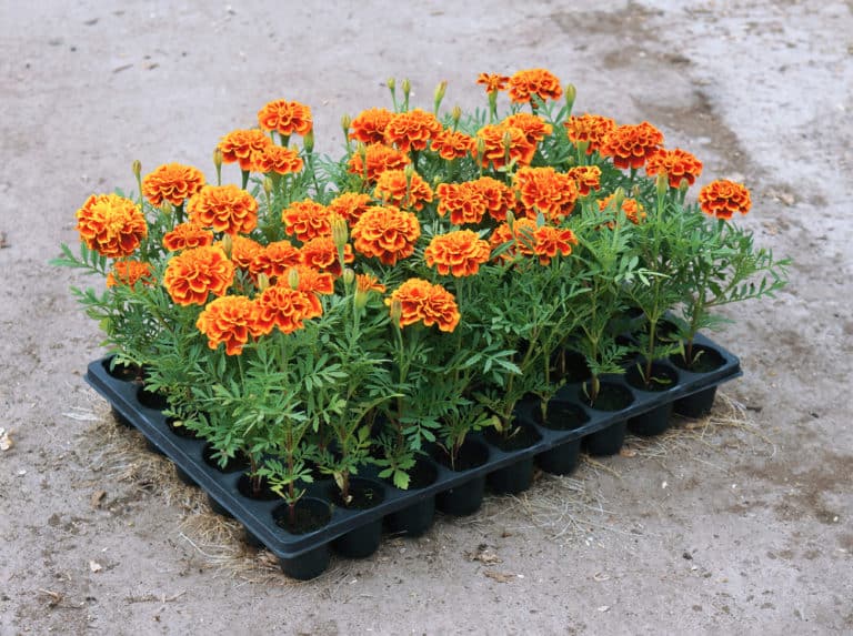 5 Reasons To Plant Marigolds With Your Tomato Plants - Tomato Bible