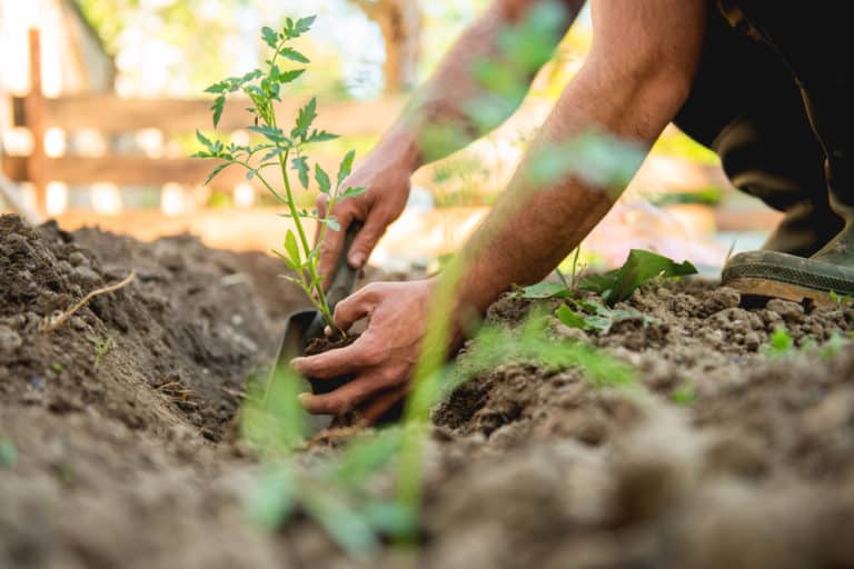 Plant Tomatoes Deep Or Sideways- The Secret To Your Best Harvest Ever ...