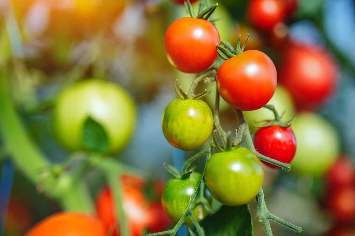 7 Secrets To Get More Tomatoes From Every Single Plant - Tomato Bible