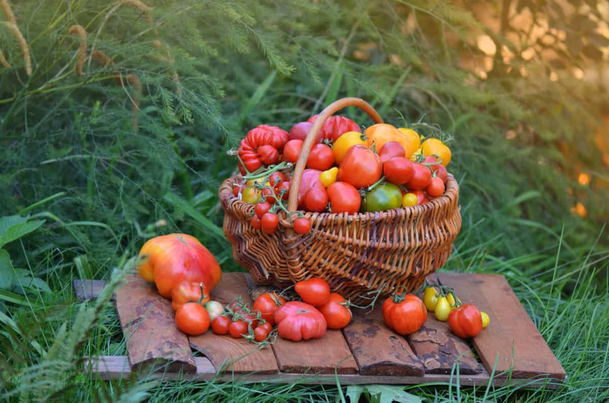10 High Yielding Tomato Varieties For Huge Harvests - Tomato Bible