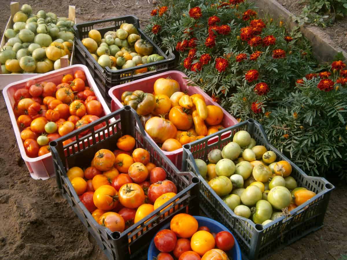 10 High Yielding Tomato Varieties For Huge Harvests - Tomato Bible
