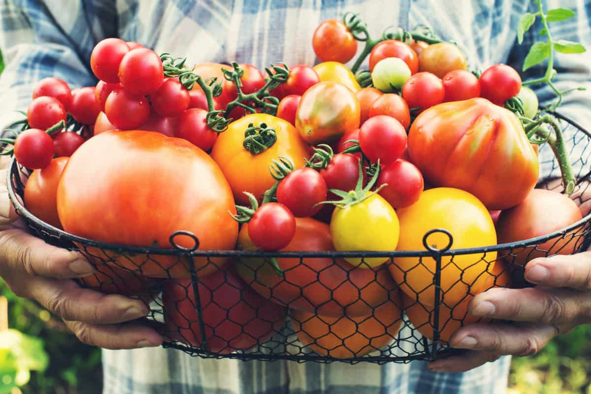 10 High Yielding Tomato Varieties For Huge Harvests - Tomato Bible