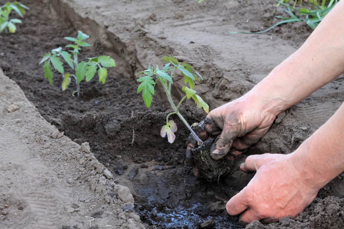 Tomato Plant Spacing - How Far Apart To Plant Tomato Plants? - Tomato Bible Tomato Plant Spacing - How Far Apart To Plant Tomato Plants? - Tomato Bible