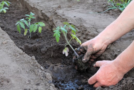 Watering Tomato Plants - How To, How Often & How Much - Tomato Bible