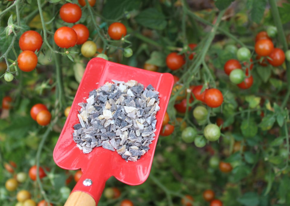 How To Fertilize Tomato Plants For Your Best Harvest Ever - Tomato Bible