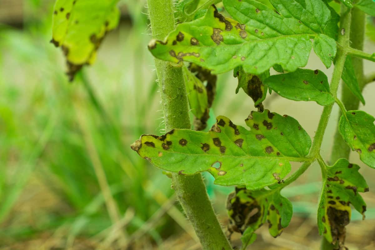 Black Spots On Tomato Leaves - Dealing With Septoria Leaf Spot - Tomato Bible