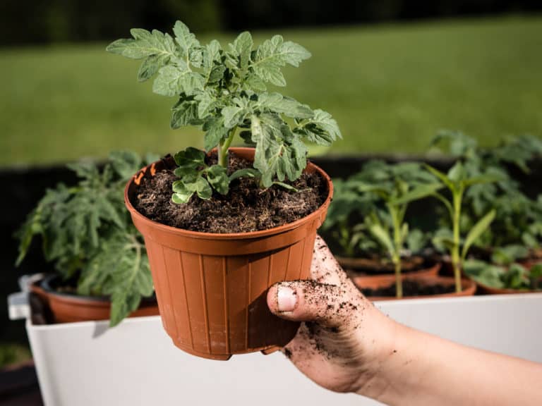 How To Propagate Tomato Plants From Cuttings - Tomato Bible