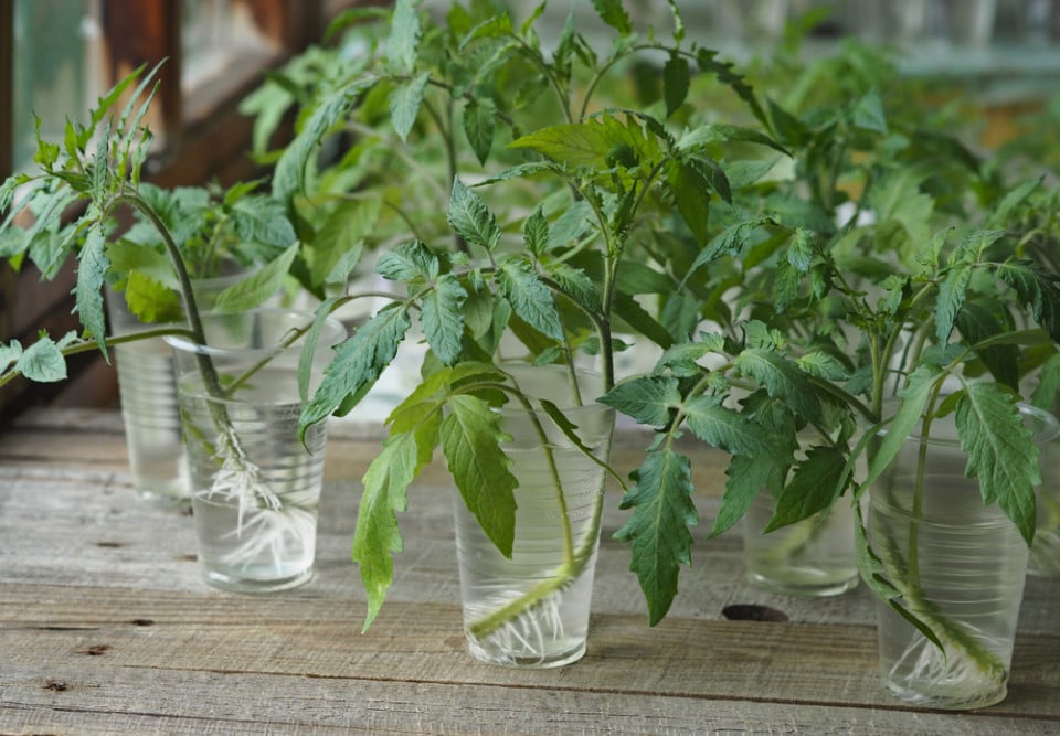 How To Propagate Tomato Plants From Cuttings - Tomato Bible