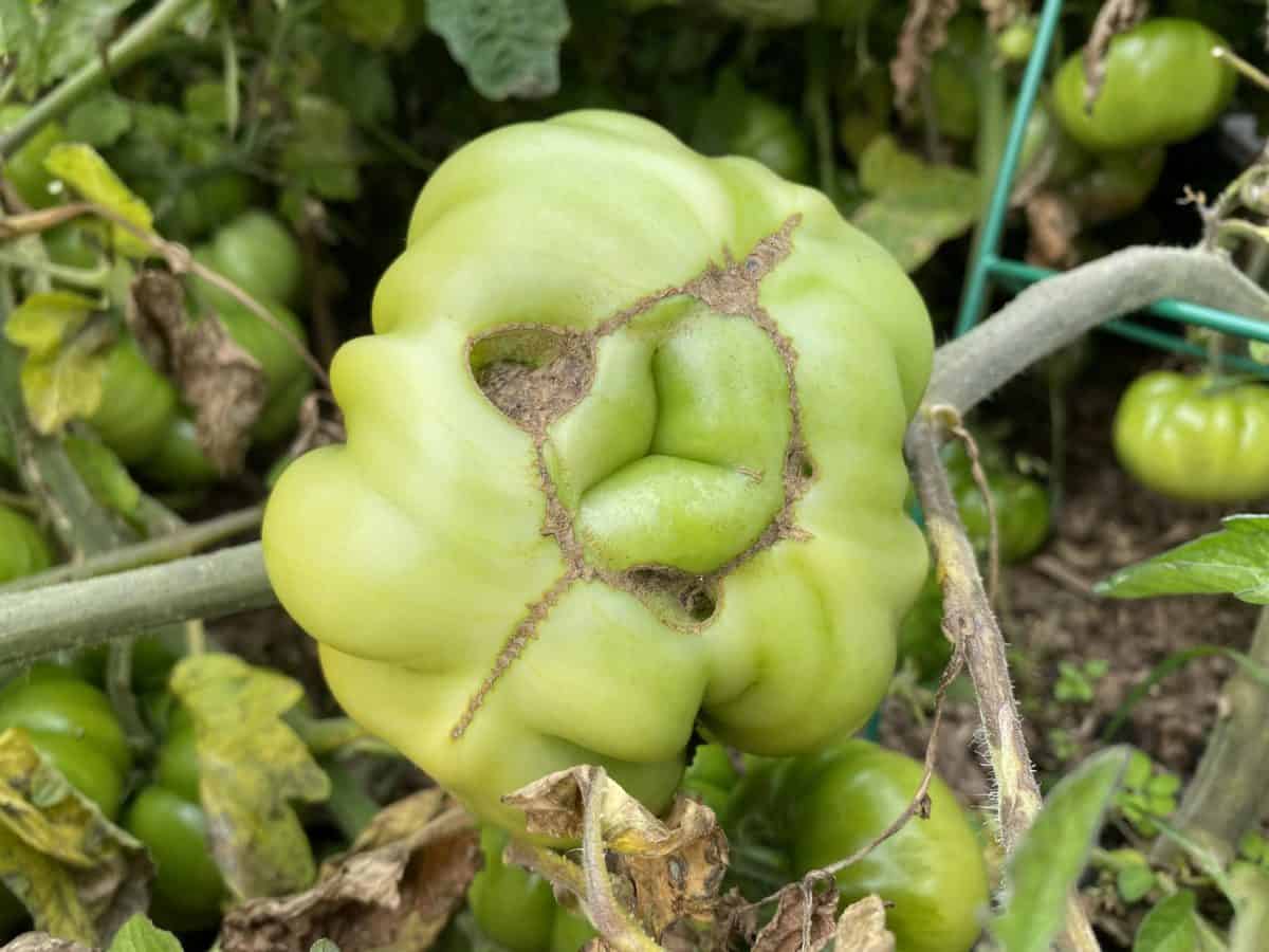 8 Tips To Protect Tomato Plants From Extreme Heat Tomato Bible