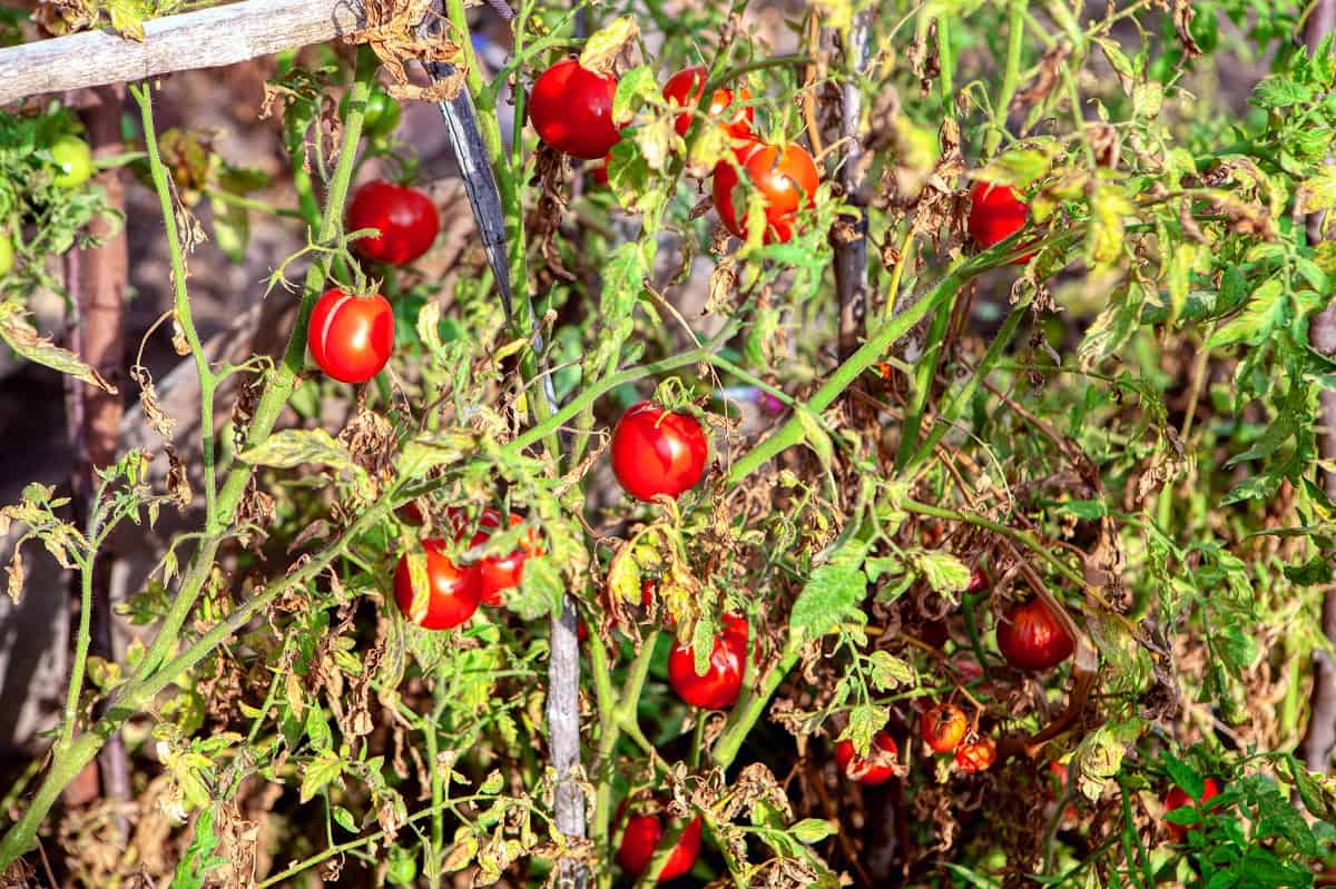 Tomato Bible - Your Go-To Guide For Perfect Homegrown Tomatoes