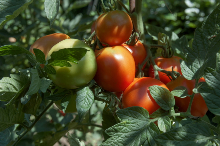 13 Shade Tolerant Tomato Varieties That Don't Need As Much Sun - Tomato ...