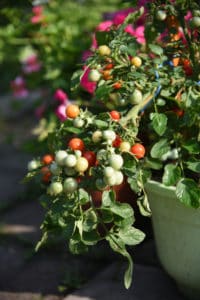 26 Fastest-Growing Tomato Varieties for Short Seasons - Tomato Bible