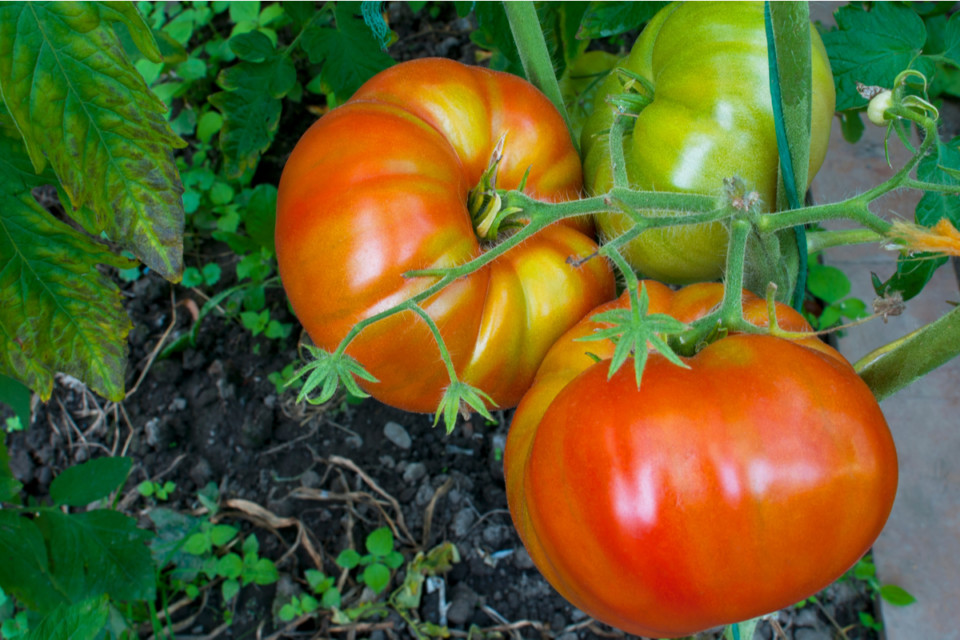 10 variétés de tomates à haut rendement pour d'énormes récoltes • BEDE ASSO