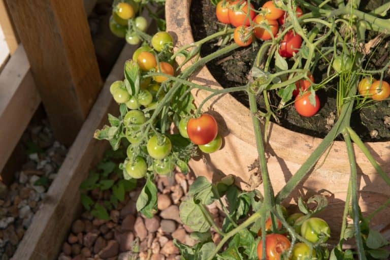 26 Fastest-Growing Tomato Varieties for Short Seasons - Tomato Bible
