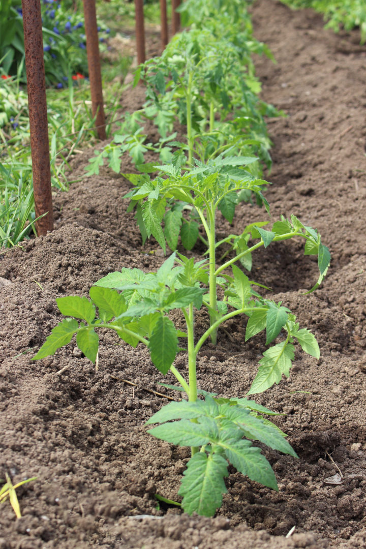 Plant Tomatoes Deep Or Sideways- The Secret To Your Best Harvest Ever ...