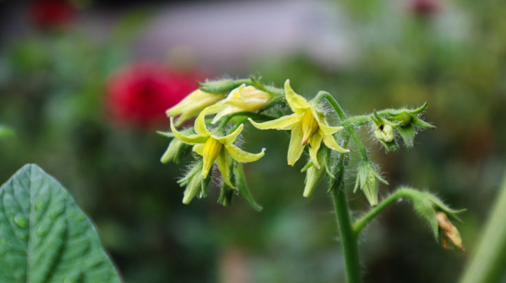 4 Reasons To Top Your Tomato Plants & How To Do It - Tomato Bible