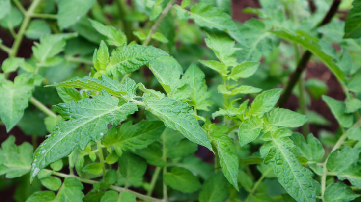 4 Reasons To Top Your Tomato Plants & How To Do It - Tomato Bible
