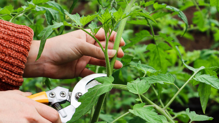 4 Reasons To Top Your Tomato Plants & How To Do It - Tomato Bible