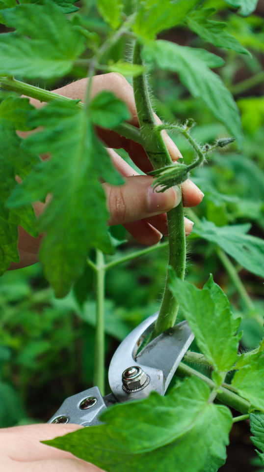 4 Reasons To Top Your Tomato Plants & How To Do It - Tomato Bible