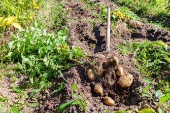 How To Plant Tomatoes & Potatoes Together (Without Ruining Your Harvest ...