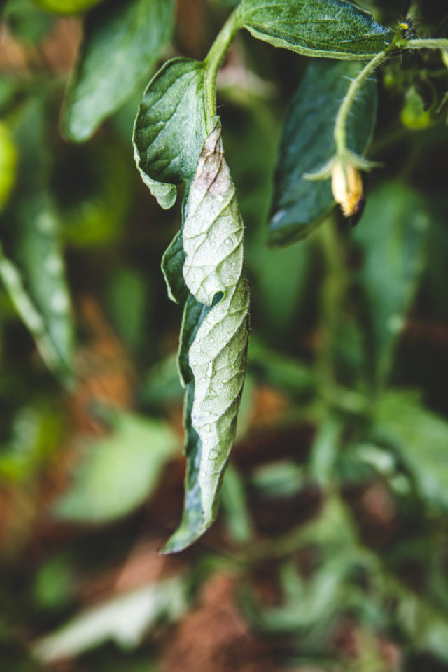 Why Are My Tomato Leaves Curling 7 Causes And How To Fix Them Tomato Bible 2487