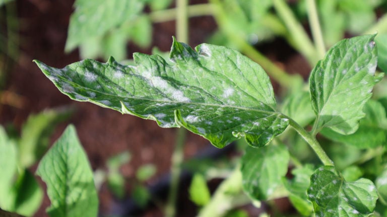 3 Reasons For White Spots On Tomato Leaves (& How To Fix) - Tomato Bible