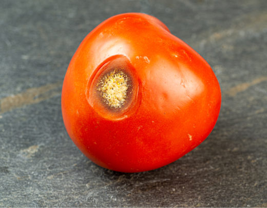 Why Do My Tomatoes Have Tough, Thick Skins? - Tomato Bible