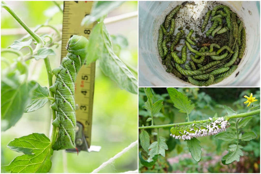 Tomato Hornworms: How To Control & Prevent This Destructive Tomato Pest ...