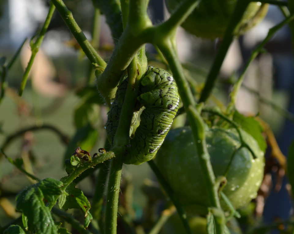 Tomato Hornworms: How To Control & Prevent This Destructive Tomato Pest ...