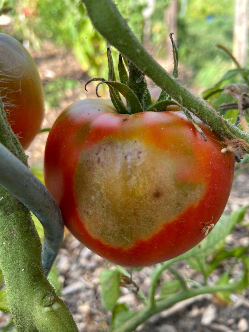 Tomato Sunscald: White Blisters On Tomato Fruits & How To Prevent It ...
