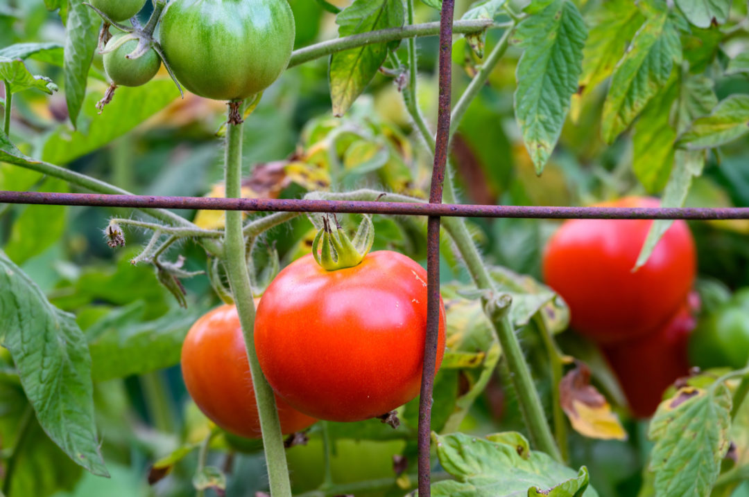 Tomato Sunscald: White Blisters On Tomato Fruits & How To Prevent It ...