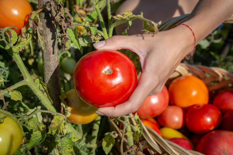 Tomato Catfacing: How To Identify, Treat & Prevent It - Tomato Bible