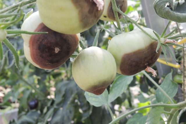 Blossom End Rot: Identifying, Treating & Preventing It - Tomato Bible