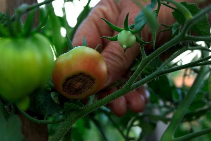 Blossom End Rot: Identifying, Treating & Preventing It - Tomato Bible