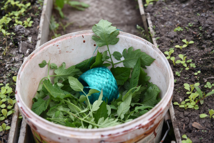 9 Uses For Tomato Leaves You Never Considered - Tomato Bible