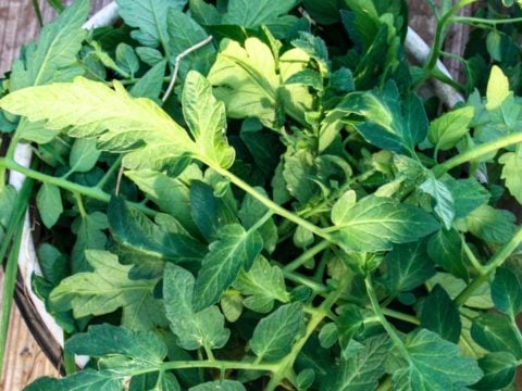 Tomato Zippering: Why It Happens & How To Prevent It - Tomato Bible