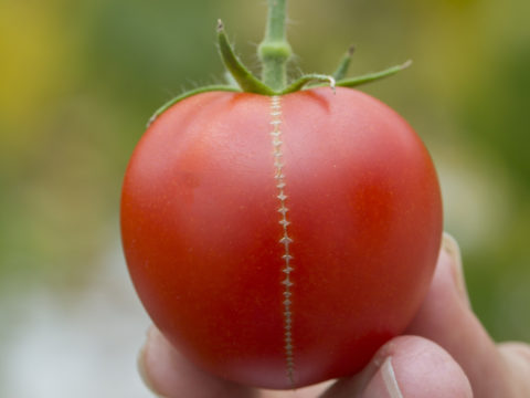 Tomato Bible - Your Go-To Guide For Perfect Homegrown Tomatoes