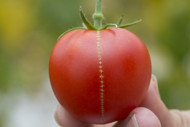 Tomato Zippering: Why It Happens & How To Prevent It - Tomato Bible